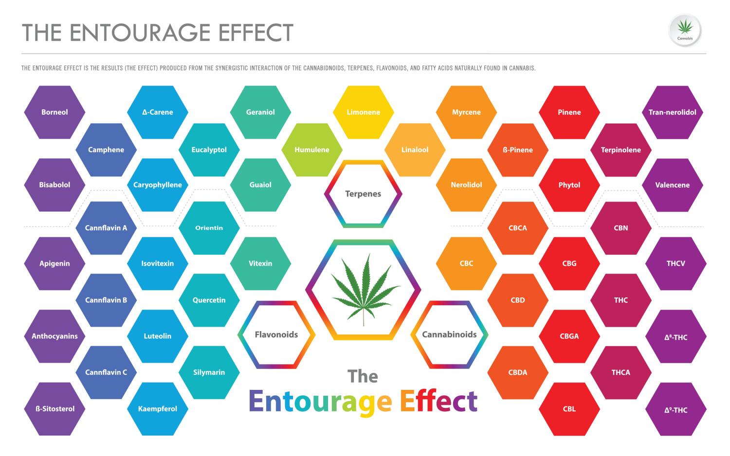 WHAT IS THE ENTOURAGE EFFECT? - Cbd shop | PharmaHemp